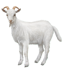 Le bouc & la chèvre